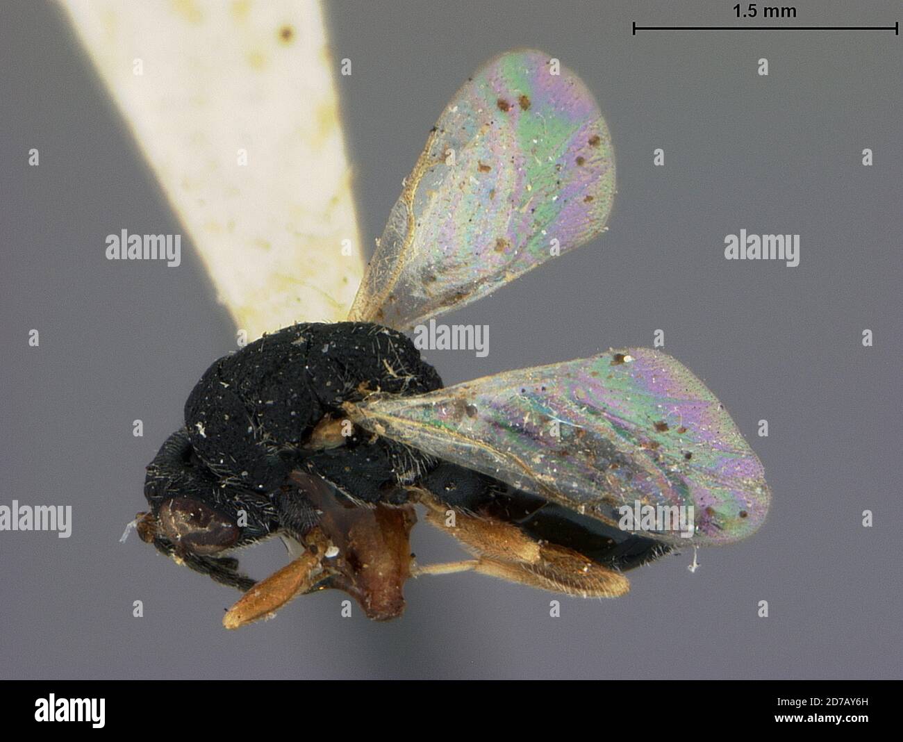 Eurytoma vagabunda ashmead hi-res stock photography and images - Alamy