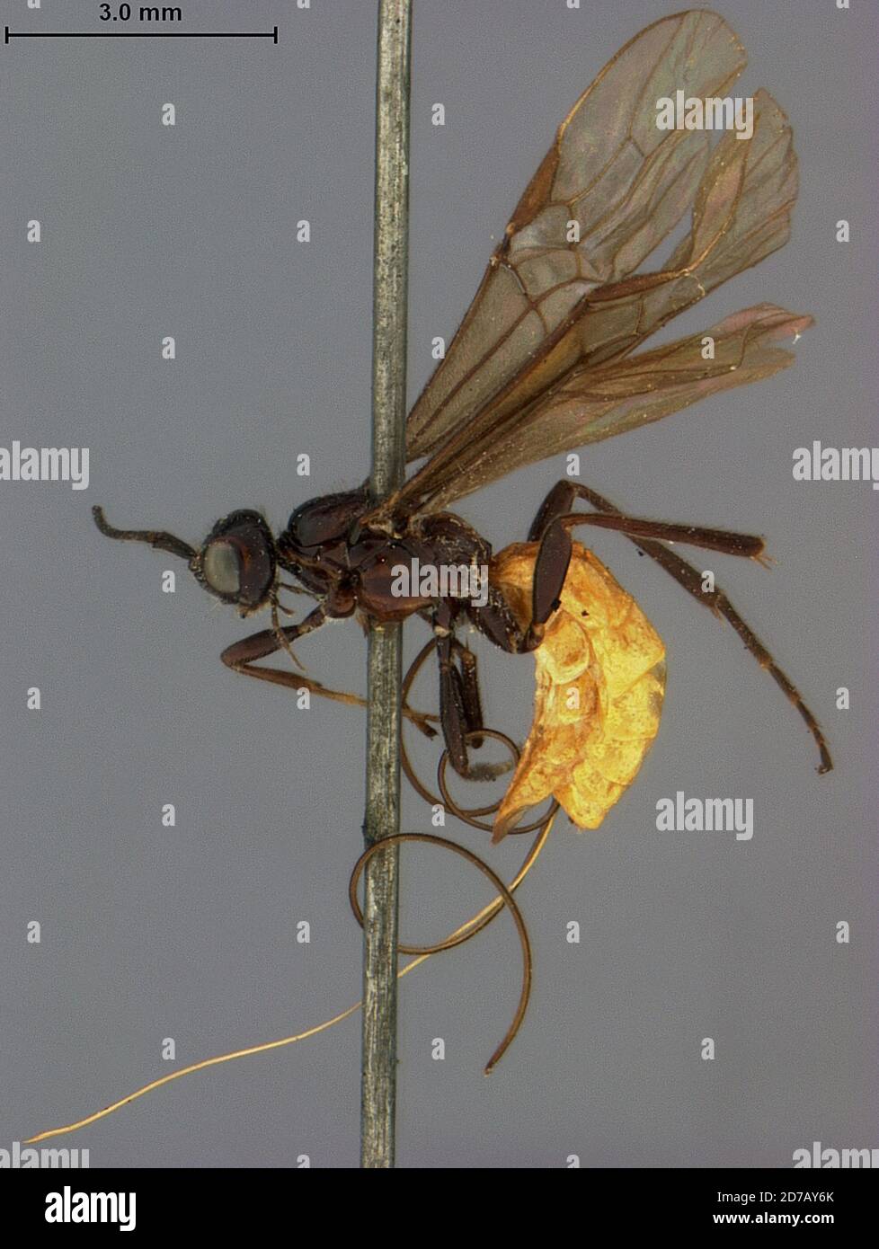 Fort Yukon, Yukon-Koyukuk Census Area, Alaska, United States, Bracon ...