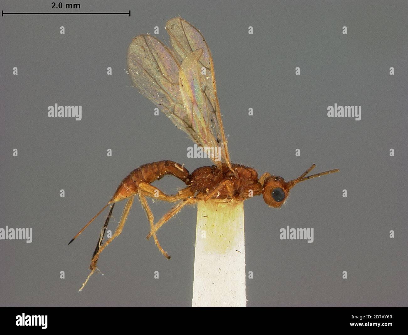 Virginia, United States, Caenophanes aciculatus Ashmead, Animalia ...
