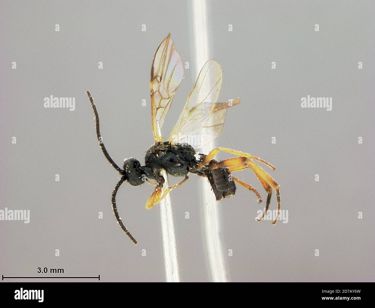 Microplitis alaskensis ashmead hi-res stock photography and images - Alamy