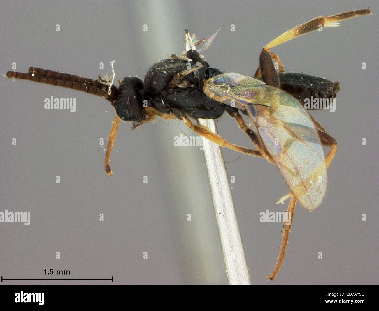 Virgin Bay, Valdez-Cordova, Alaska, United States, Protapanteles ...