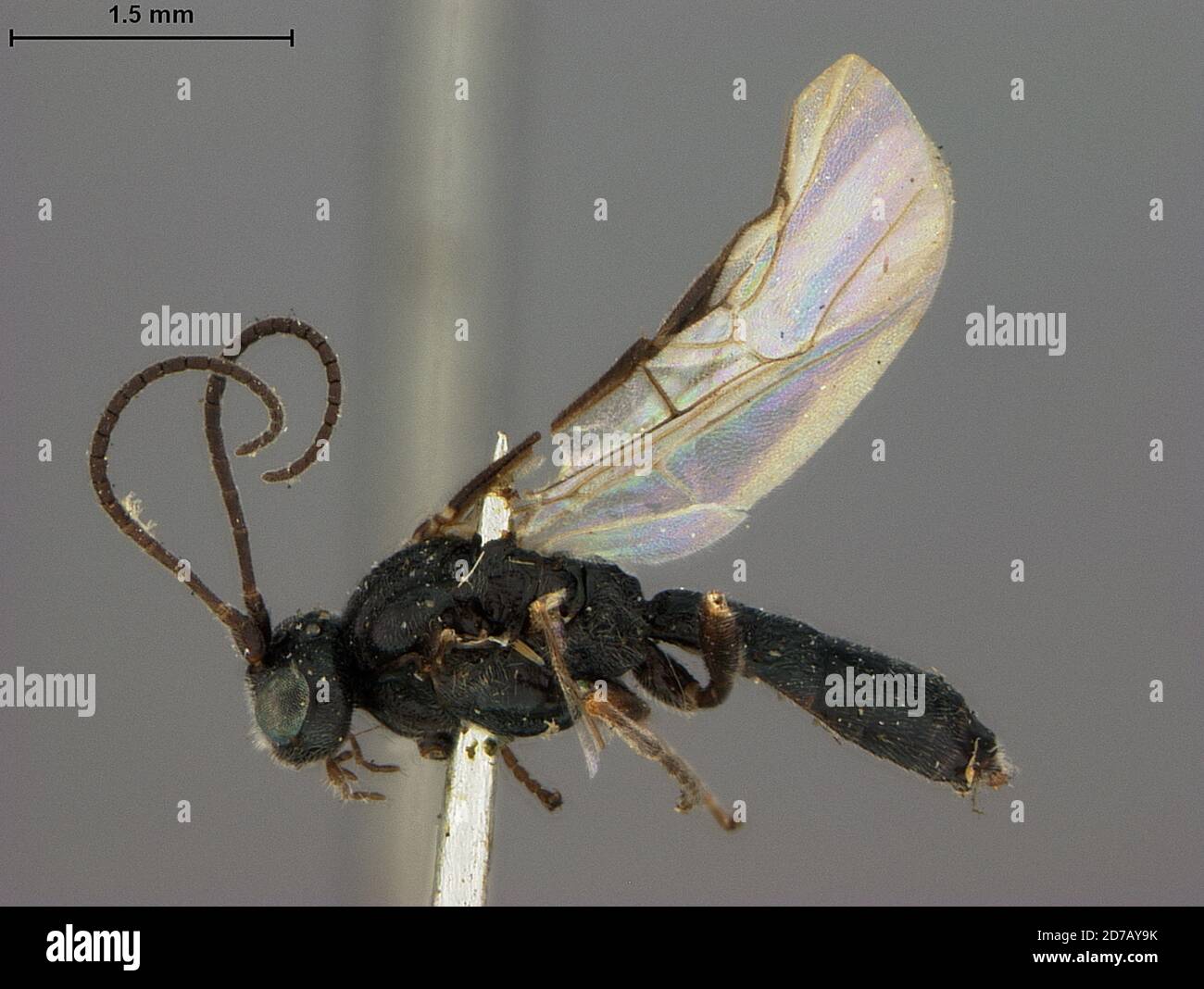 Ichneutes alaskensis ashmead hi-res stock photography and images - Alamy