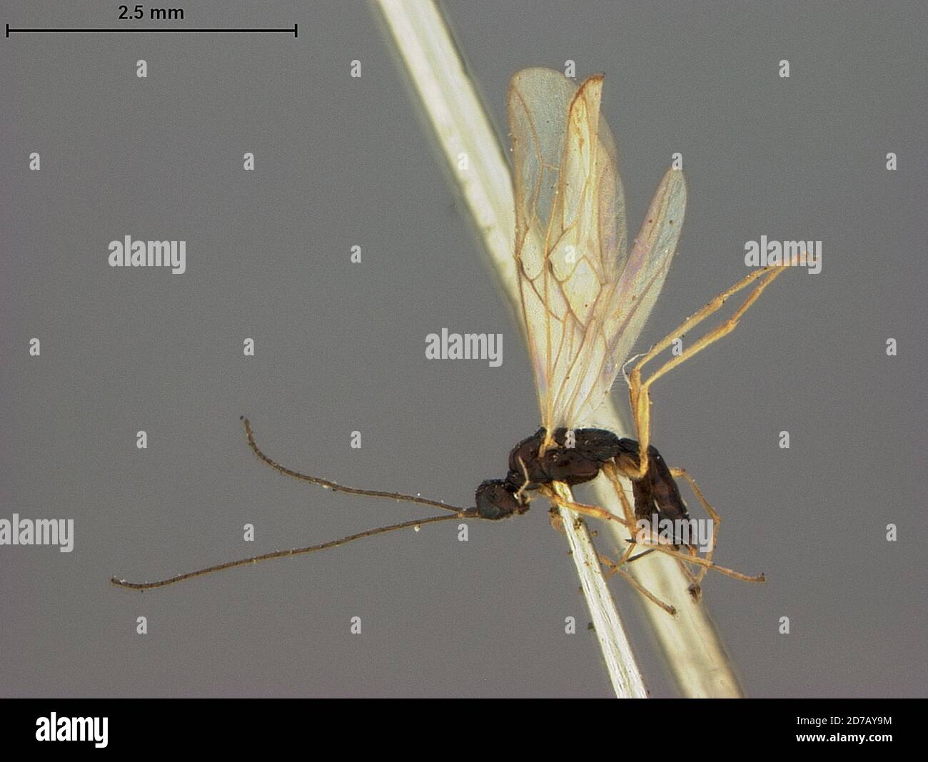 Popof Island, Aleutians East, Alaska, United States, Exothecus ...