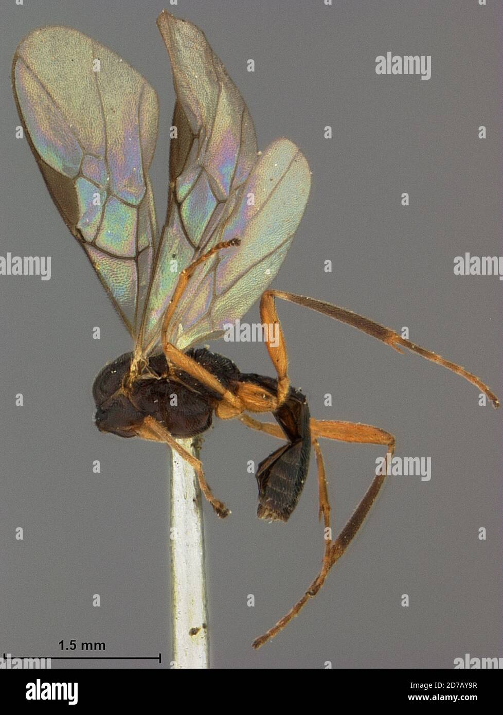 Popof Island, Aleutians East, Alaska, United States, Dyscole alaskensis ...