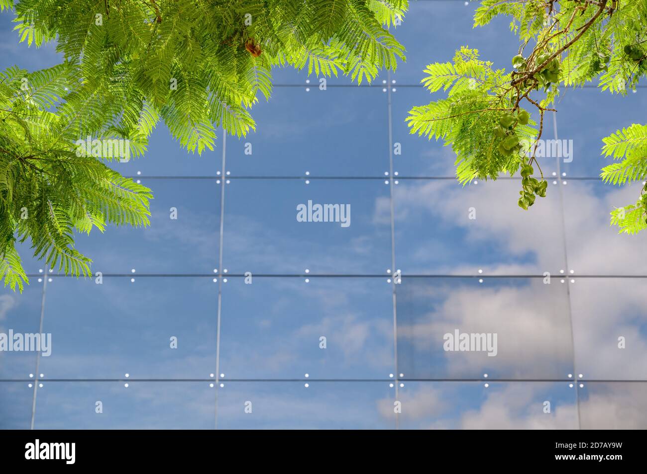 Low angle shot of green fern branches and leaves in front of modern ...