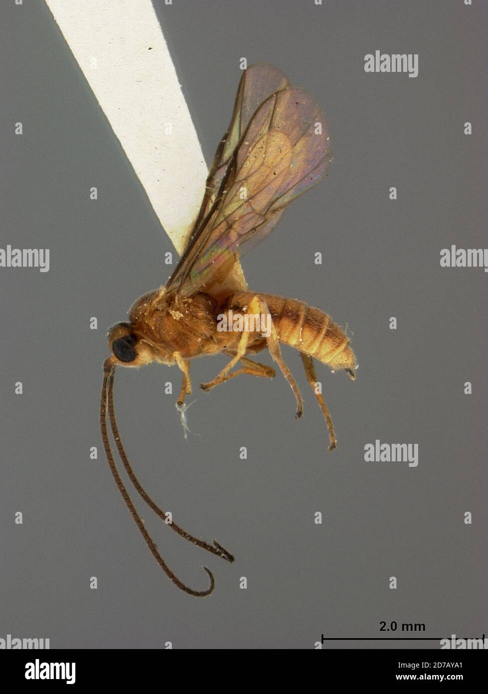 Manila, Rizal, Philippines, Bracon alguei Ashmead, Animalia, Arthropoda ...