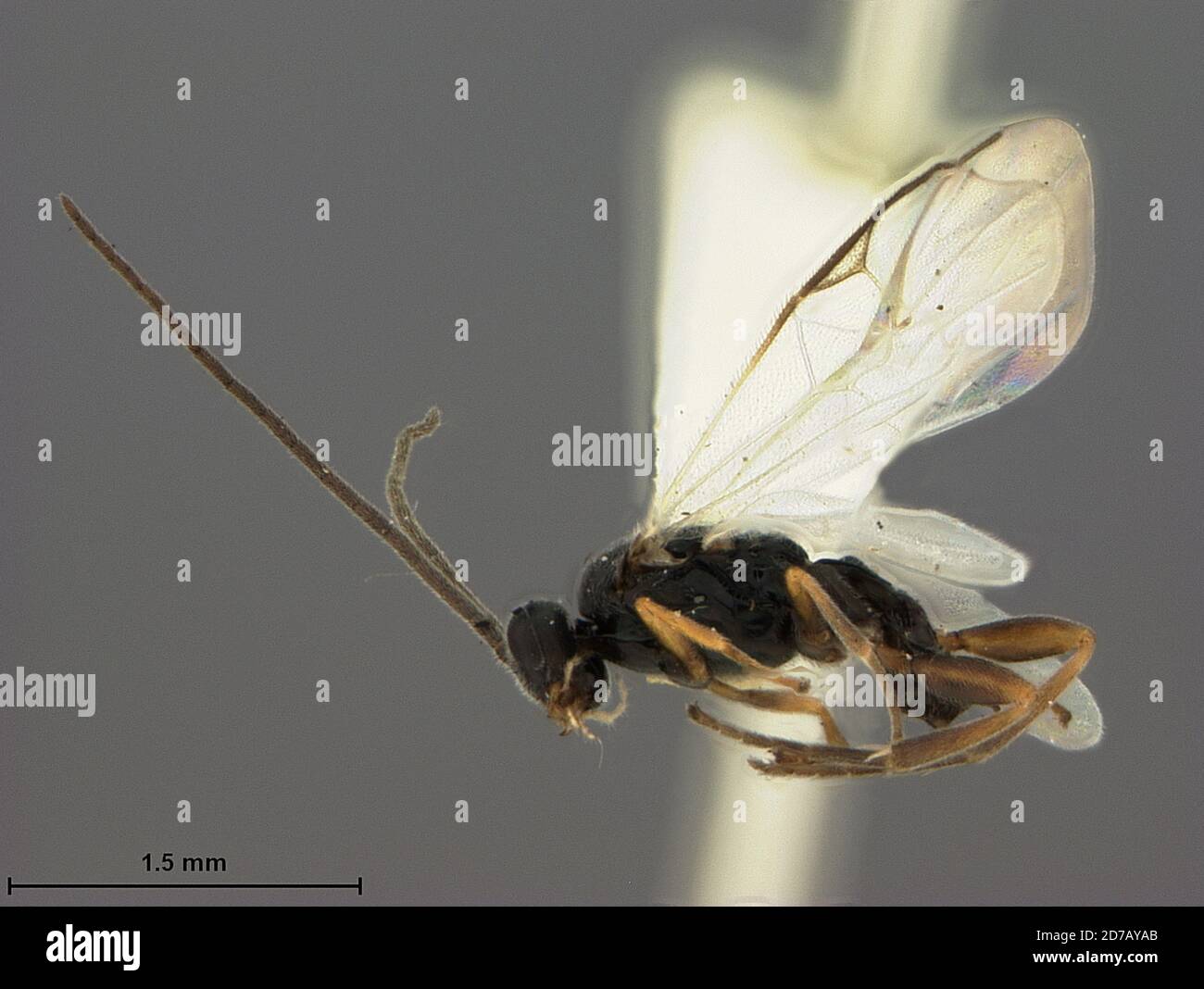 Manila, Rizal, Philippines, Urogaster albinervis Ashmead, Animalia ...