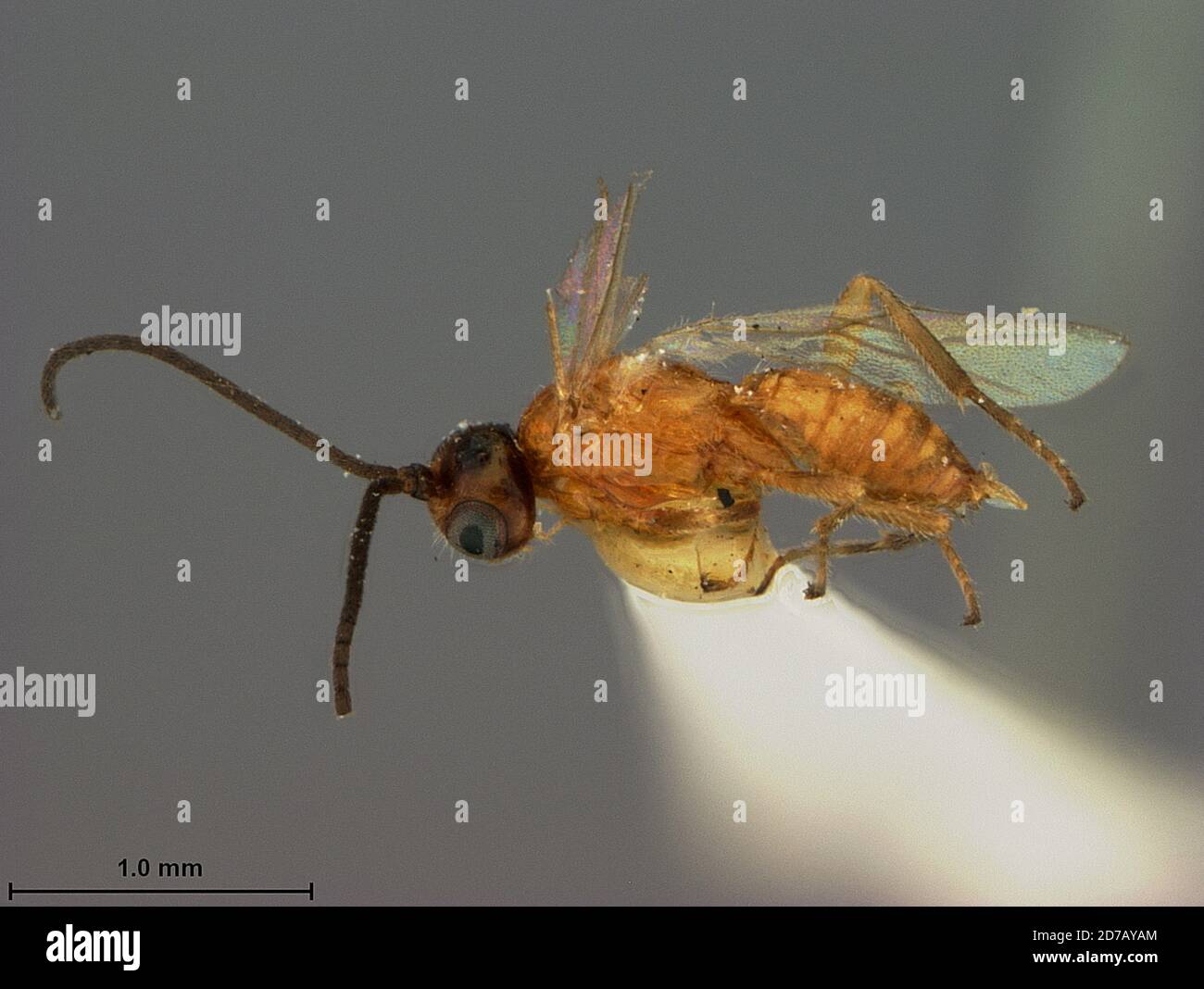 Washington, District of Columbia, United States, Bracon anthonomi ...