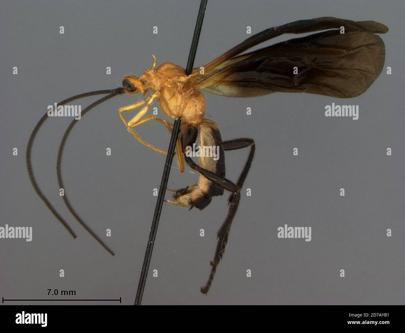 Manila, Rizal, Philippines, Brownius armatus Ashmead, Animalia ...