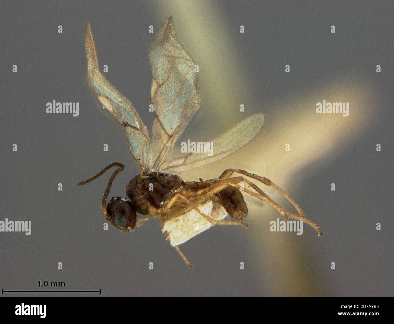 Diaeretus americanus ashmead hi-res stock photography and images - Alamy