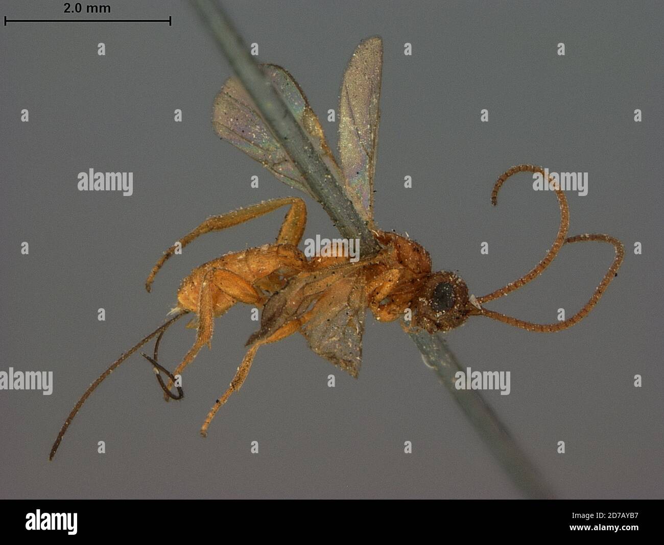 Bracon analcidis ashmead hi-res stock photography and images - Alamy