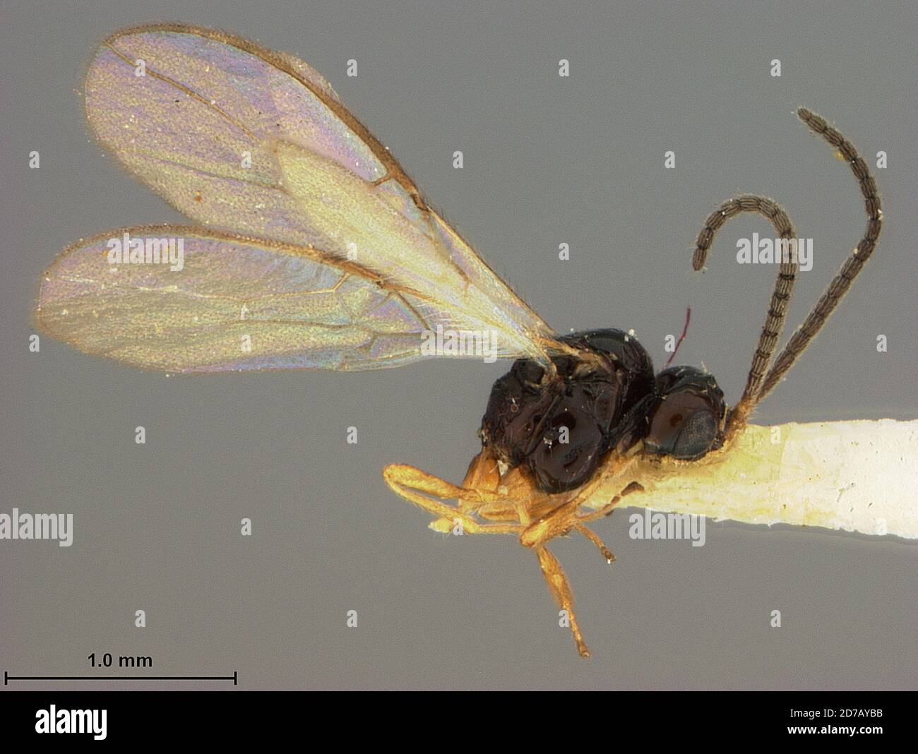 Ischnocarpa atricornis ashmead hi-res stock photography and images - Alamy