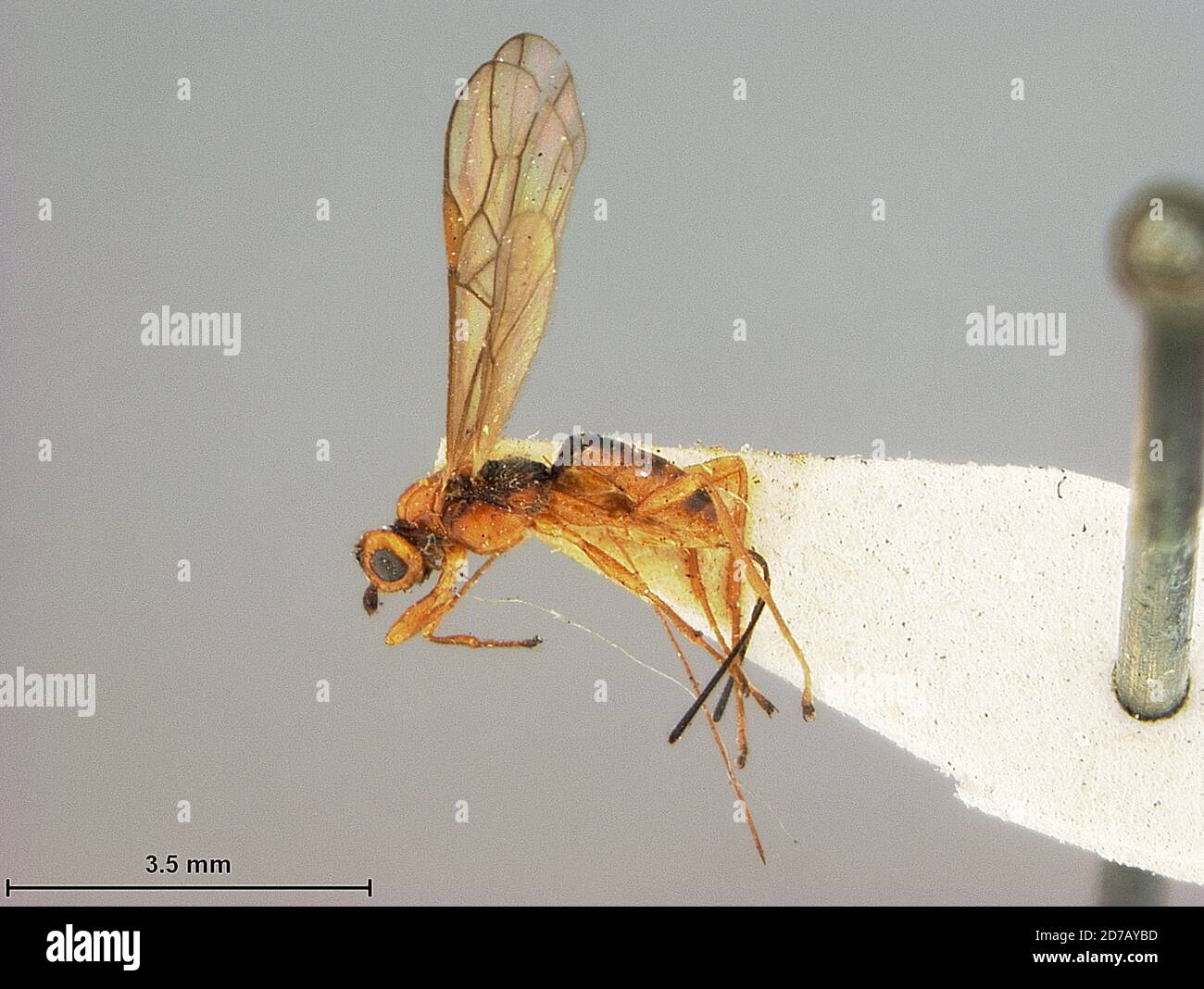 Missouri, United States, Bracon atricollis Ashmead, Animalia ...