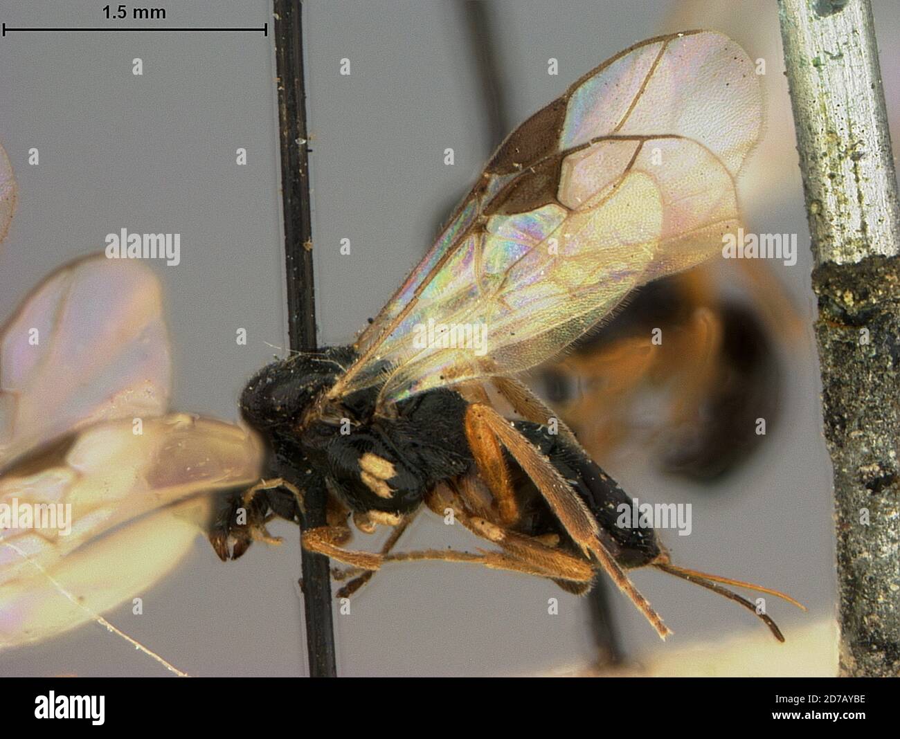 San Mateo, California, United States, Ganychorus atricornis Ashmead ...