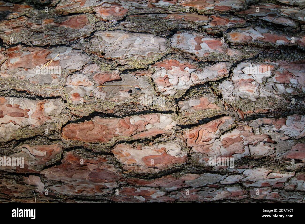 Rou design hi-res stock photography and images - Alamy