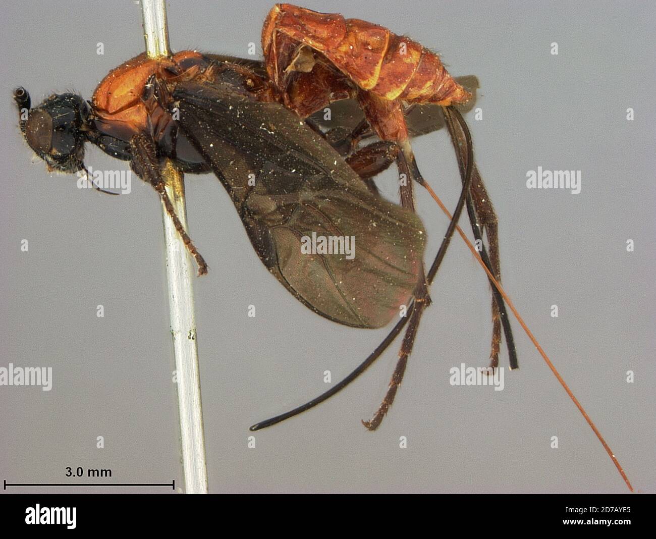 Folsom, Sacramento, California, United States, Bracon atripectus ...