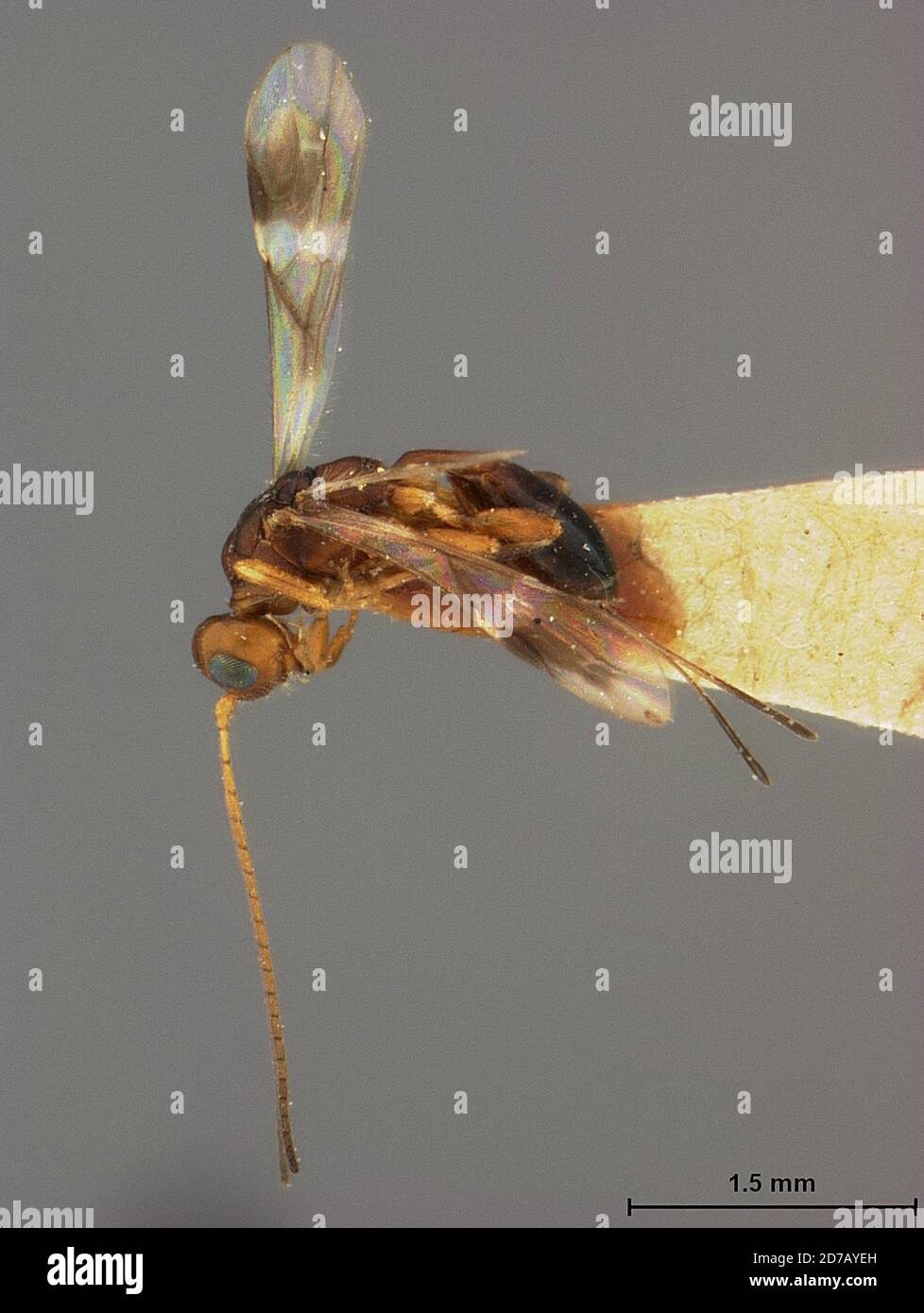 Ottawa, Ontario, Canada, Spathius canadensis Ashmead, Animalia ...