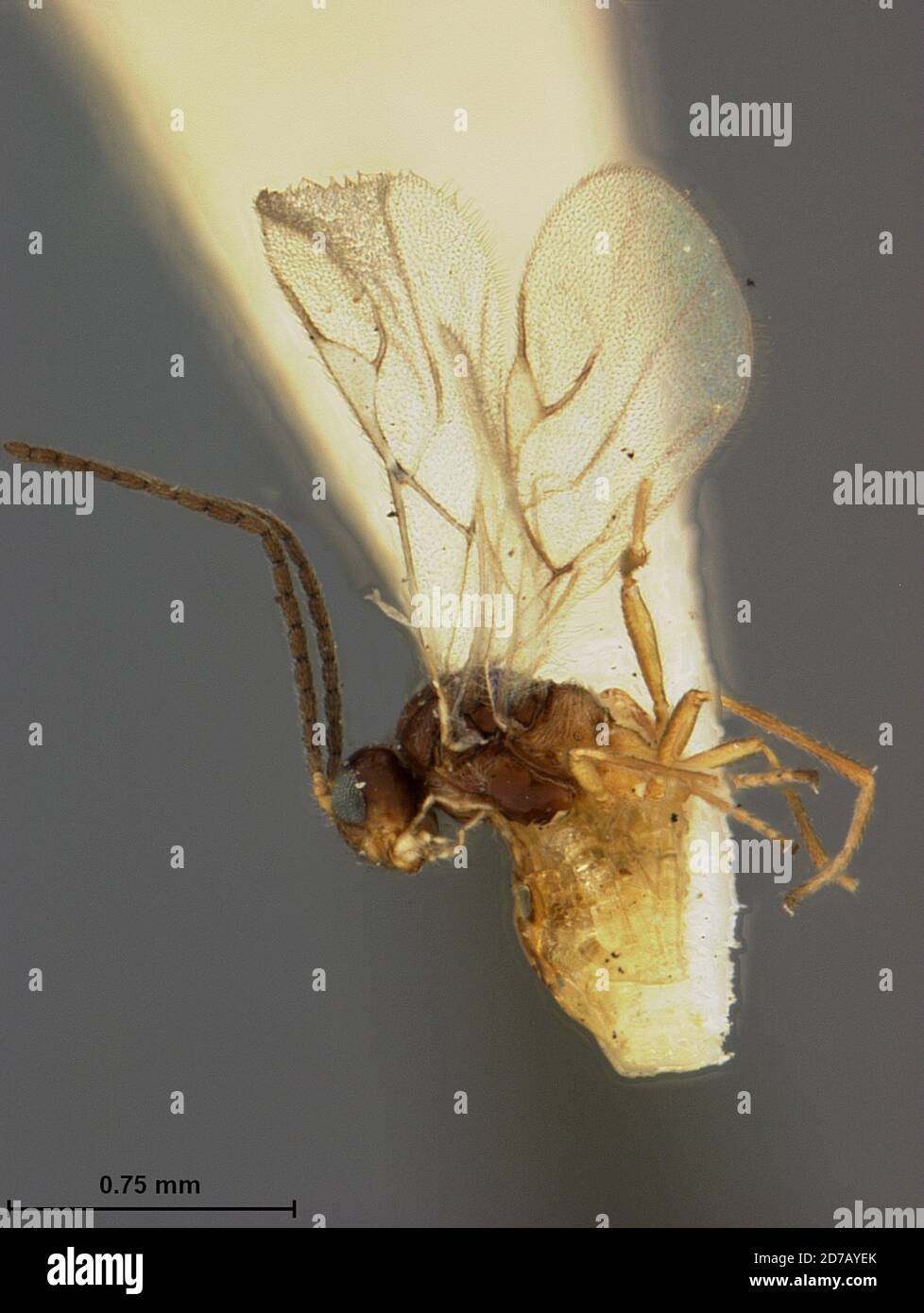 Lafayette, Tippecanoe, Indiana, United States, Diaeretus brunniventris ...