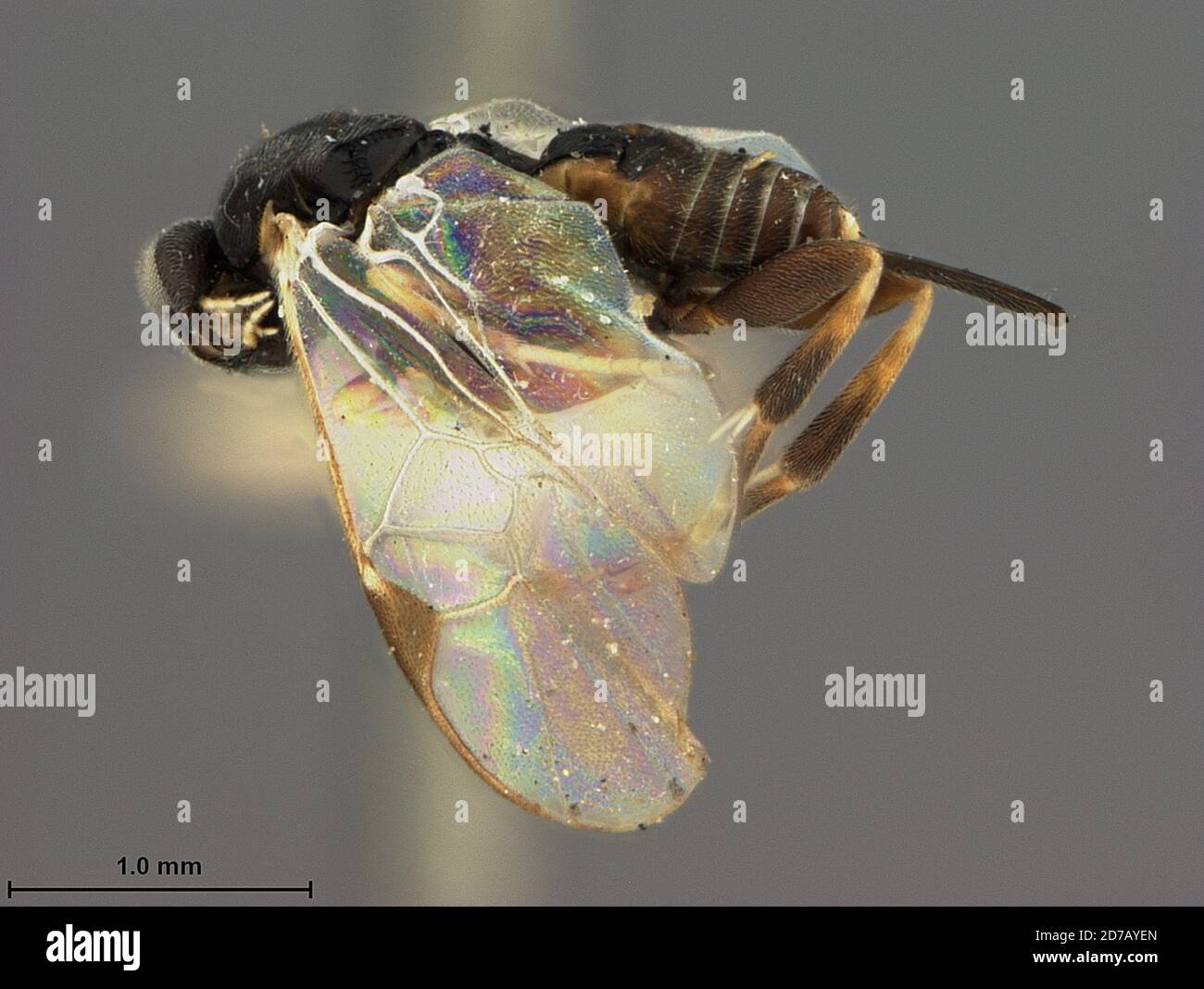 Apanteles hi-res stock photography and images - Alamy