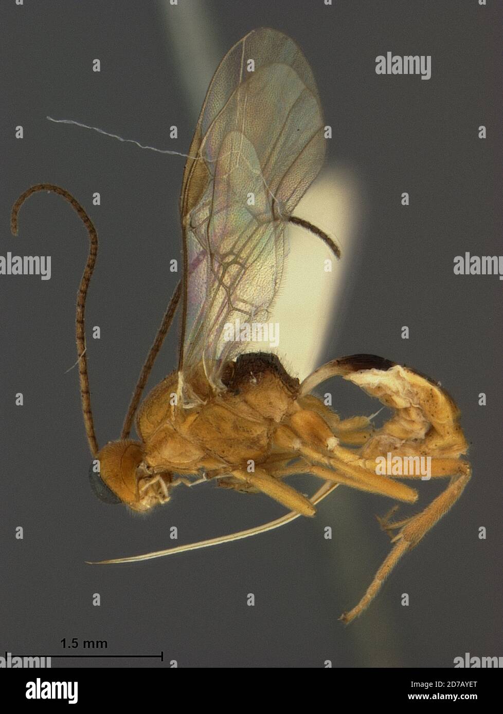 Meteorus hi-res stock photography and images - Alamy