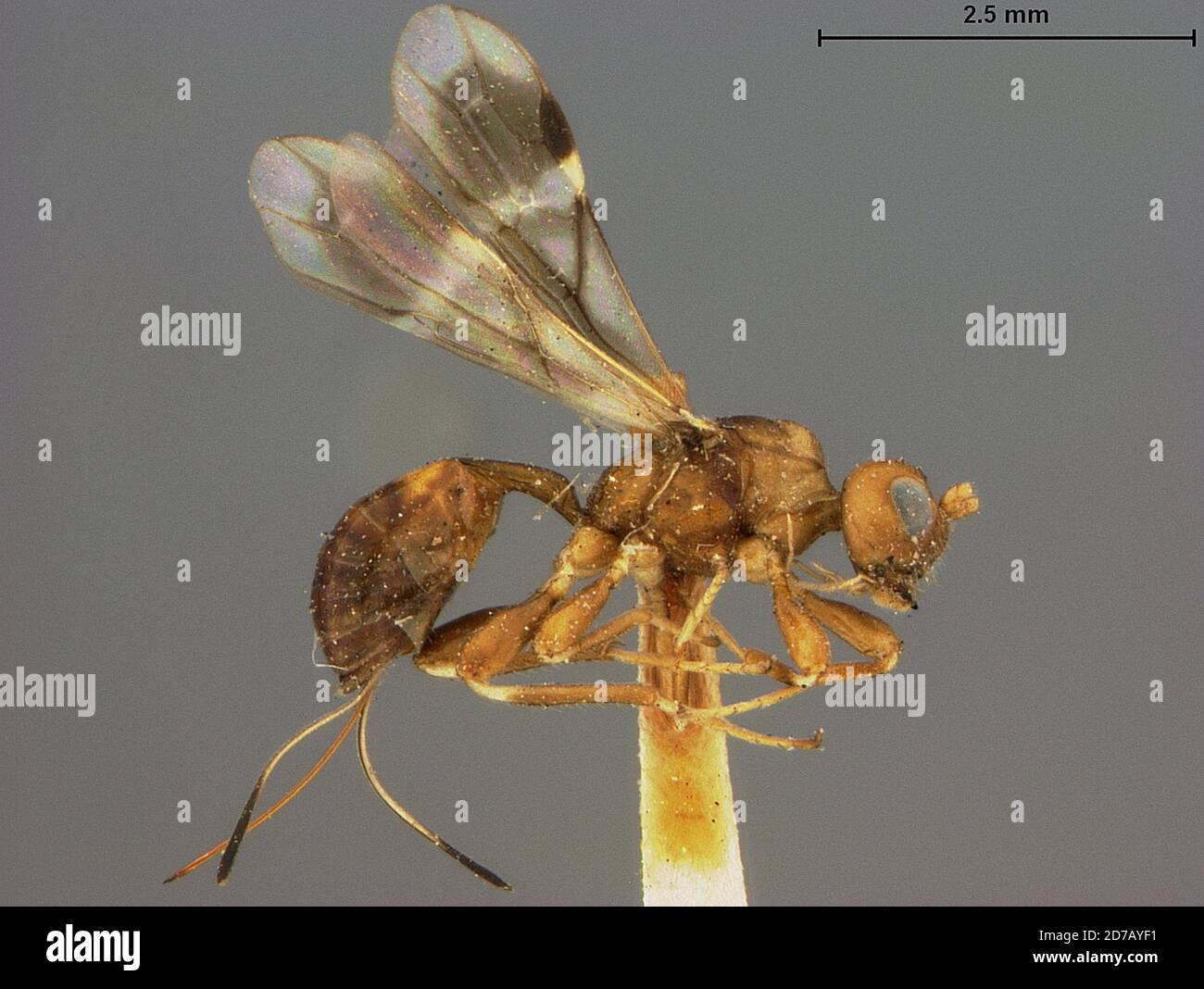 West Virginia, United States, Spathius brunneus Ashmead, Animalia ...