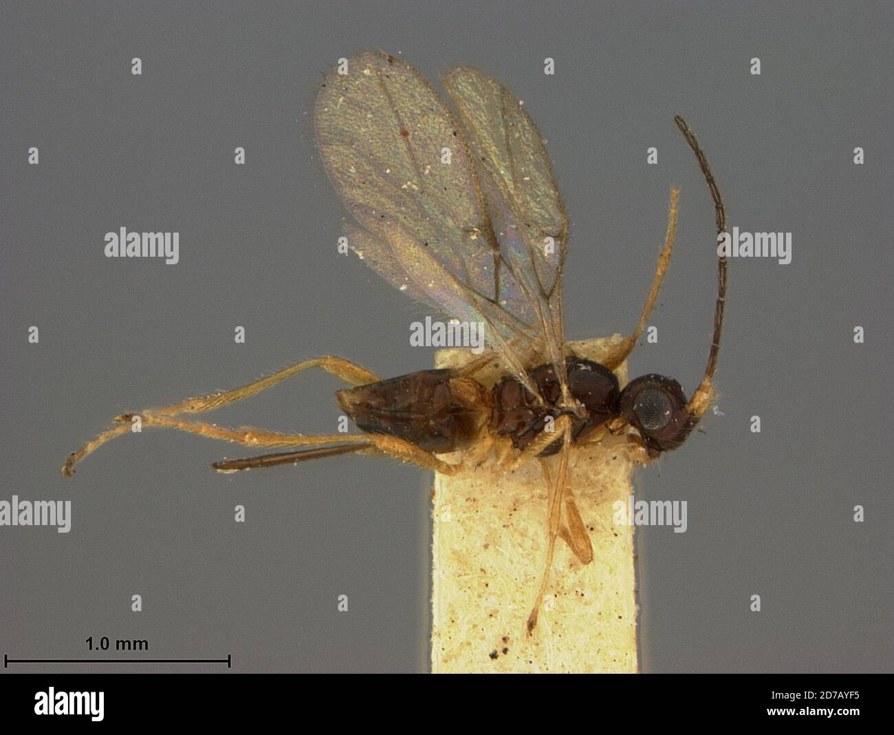 Los Angeles, California, United States, Aphaereta californica Ashmead ...