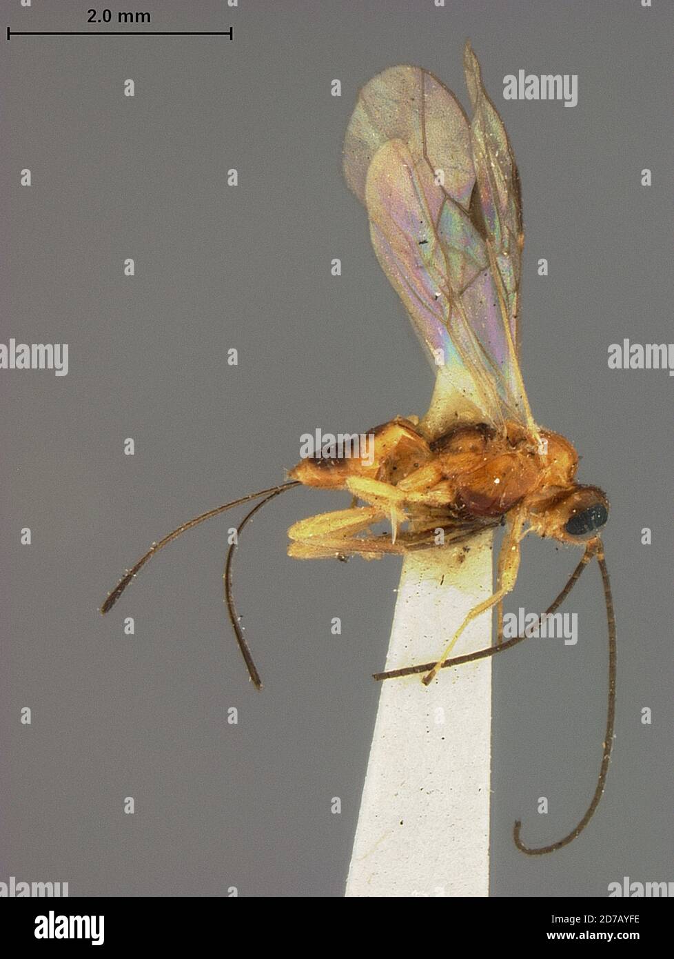 Alameda, California, United States, Bracon cecidomyiae Ashmead ...