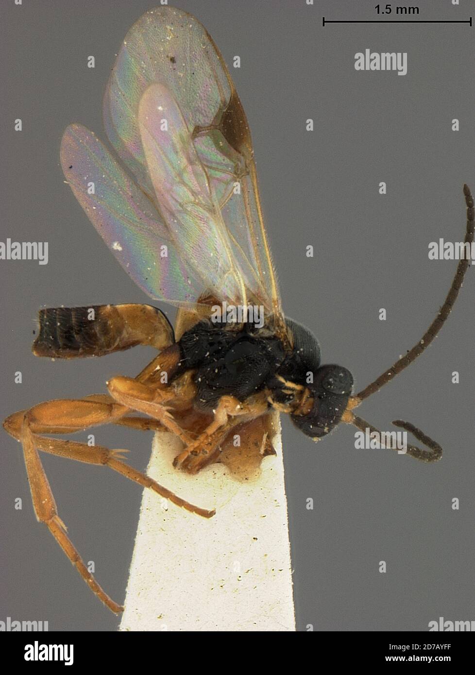 Apanteles clisiocampae ashmead hi-res stock photography and images - Alamy