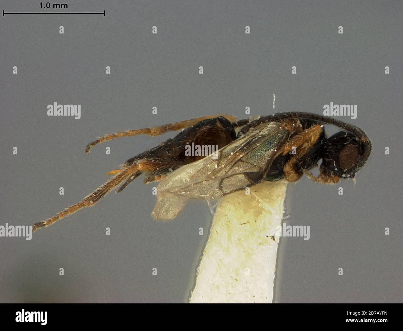 Ottawa, Ontario, Canada, Bracon brachyurus Ashmead, Animalia ...