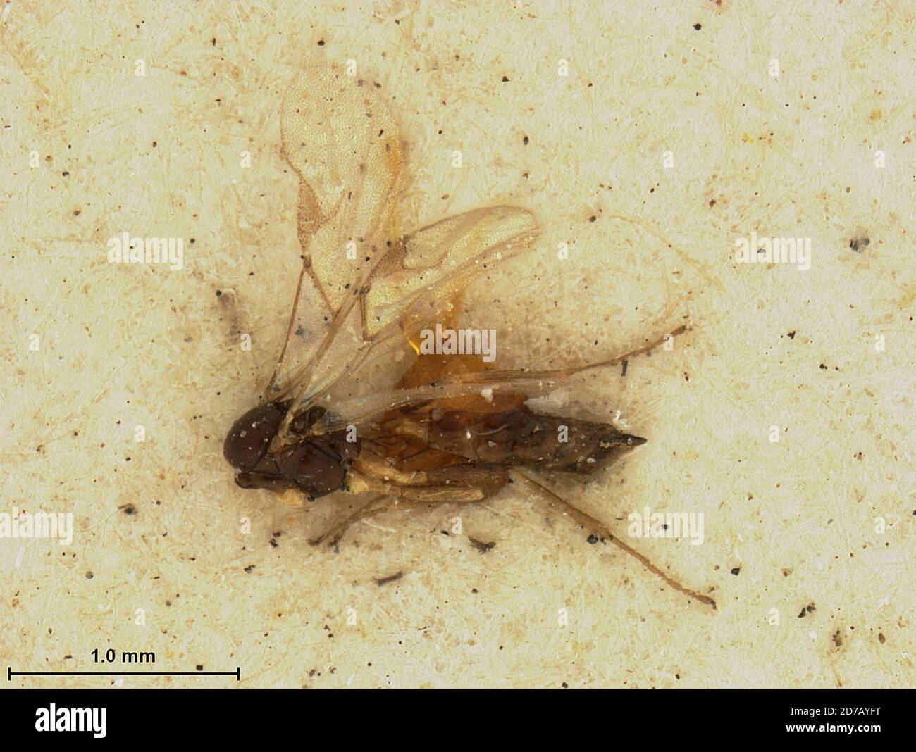 Aphidius citraphis ashmead hi-res stock photography and images - Alamy