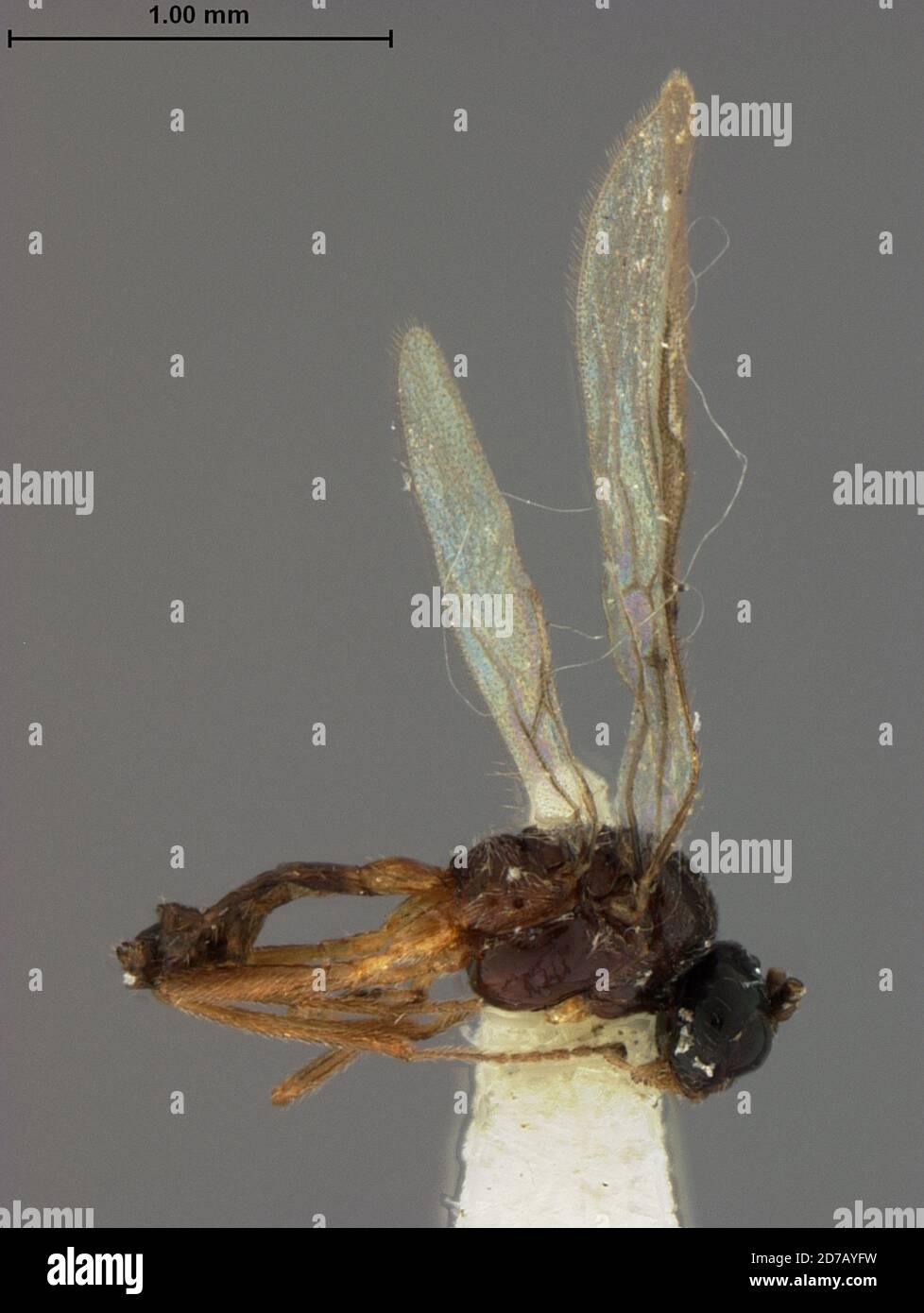 Brush Creek, Colorado, United States, Praon coloradensis Ashmead, 1904 ...