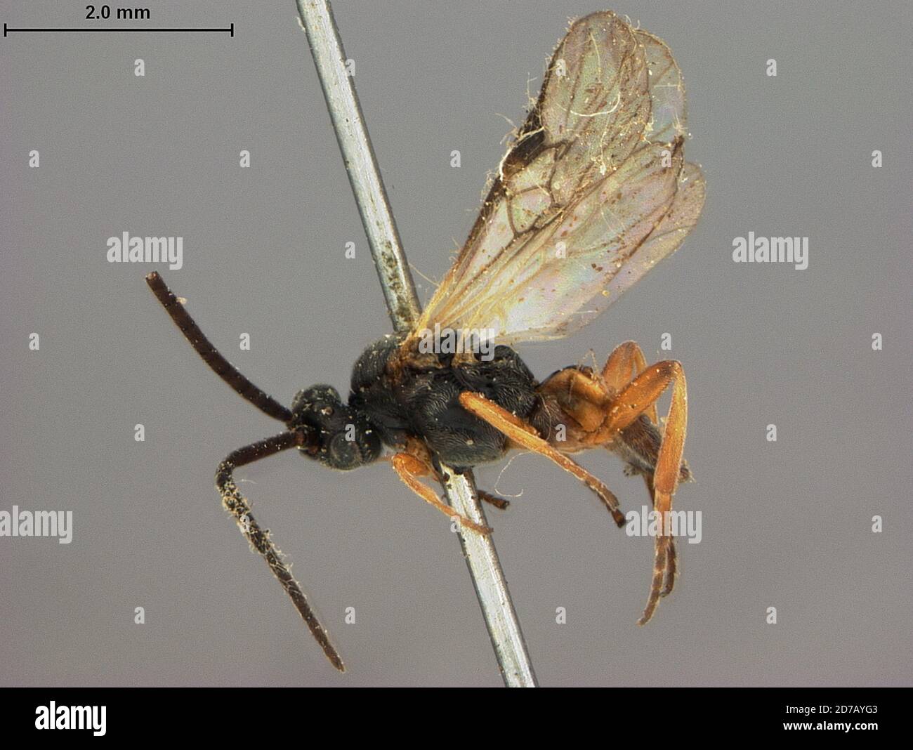 Ottawa, Ontario, Canada, Microplitis cincta Ashmead, Animalia ...