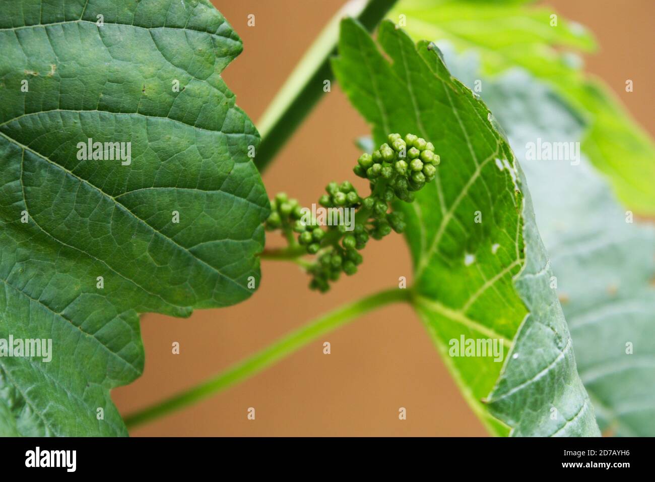 Inflorescence Of Grapevine High Resolution Stock Photography and Images ...