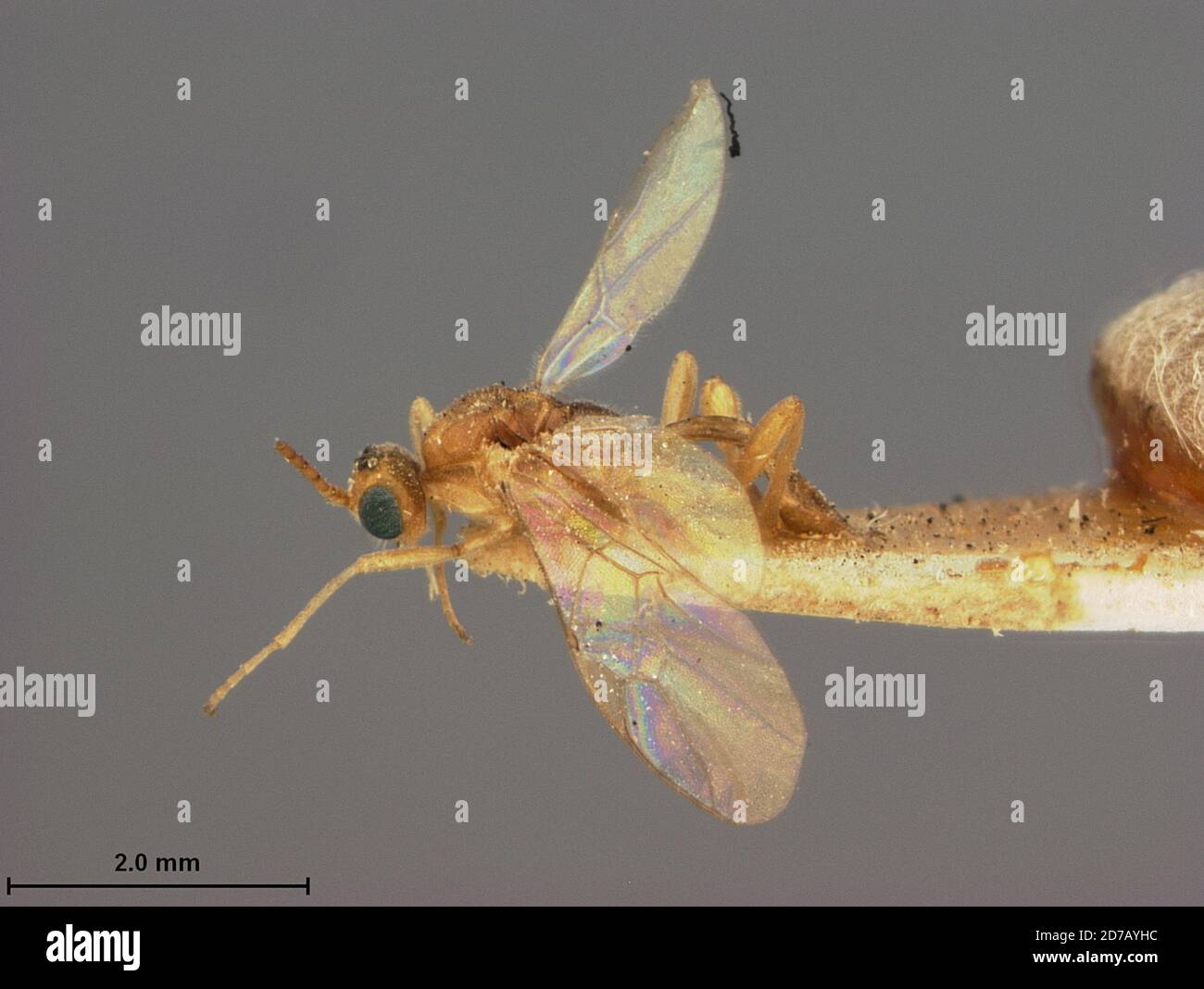 Los Angeles, California, United States, Meteorus coquilletti Ashmead ...
