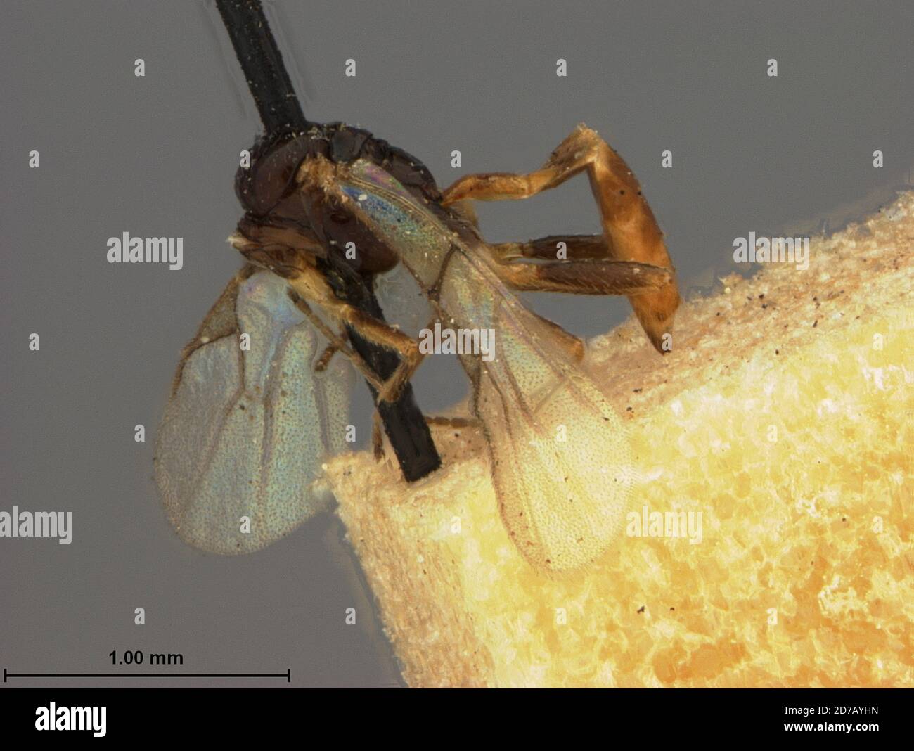 Los Angeles, California, United States, Aphidius confusus Ashmead ...