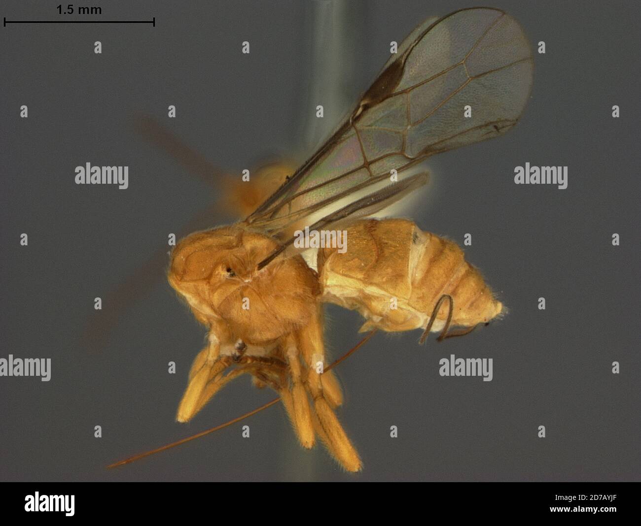 Manila, Rizal, Philippines, Hemiglyptus flavus Ashmead, Animalia ...