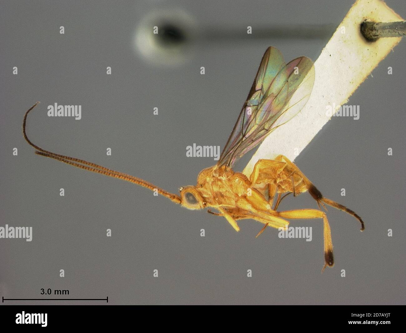 Manila, Rizal, Philippines, Stantonia flava Ashmead, Animalia ...