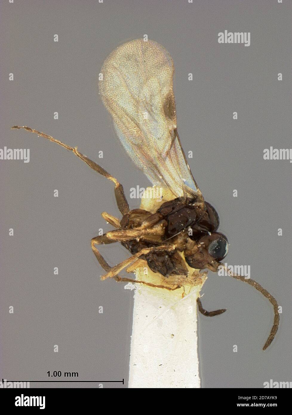 Lafayette, Tippecanoe, Indiana, United States, Trioxys eragrastaphis ...