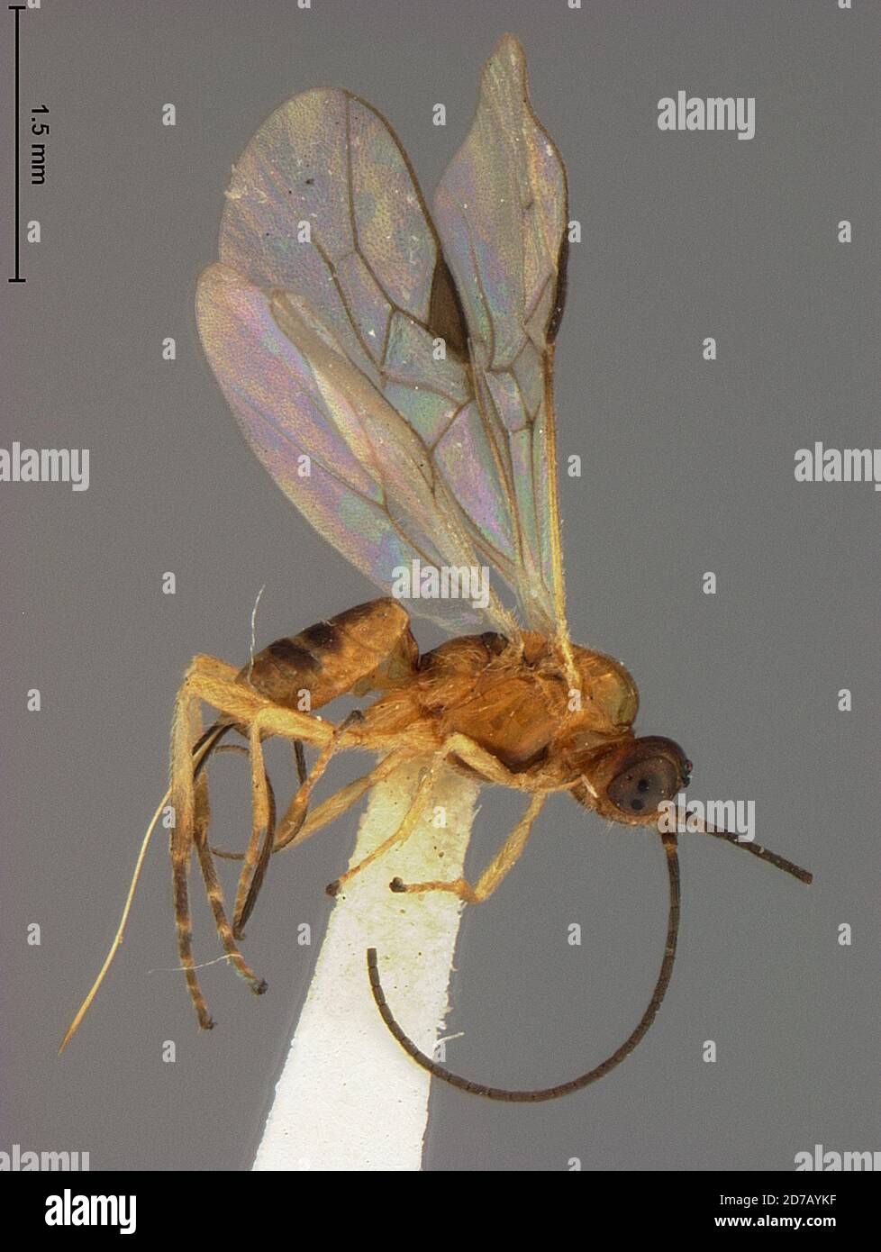 California, United States, Bracon euura Ashmead, Animalia, Arthropoda ...