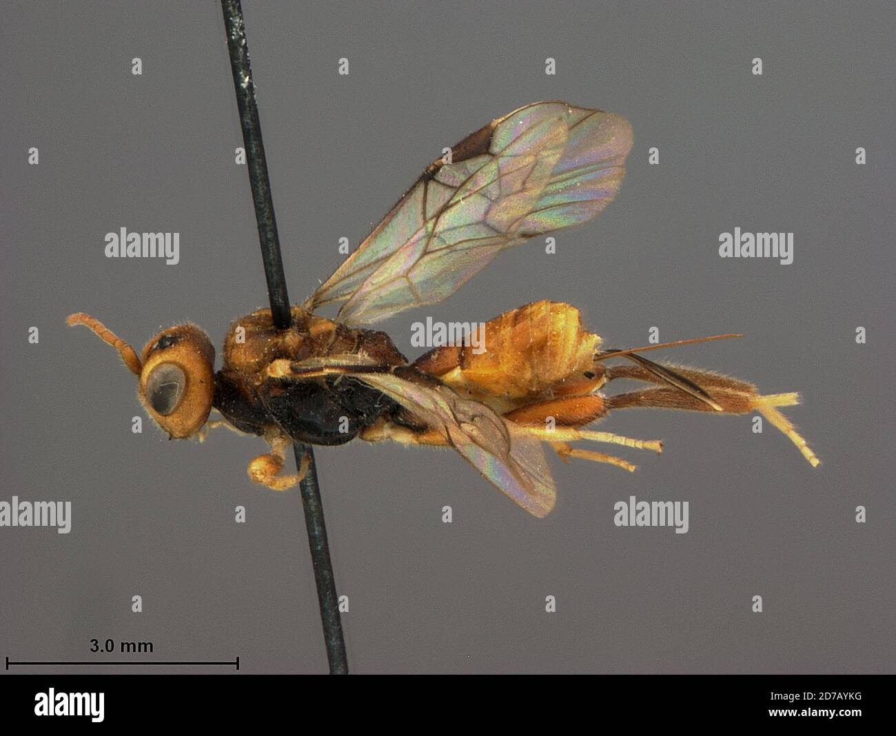 Chatham Island, Schauinslandia femoratus Ashmead, Animalia, Arthropoda ...