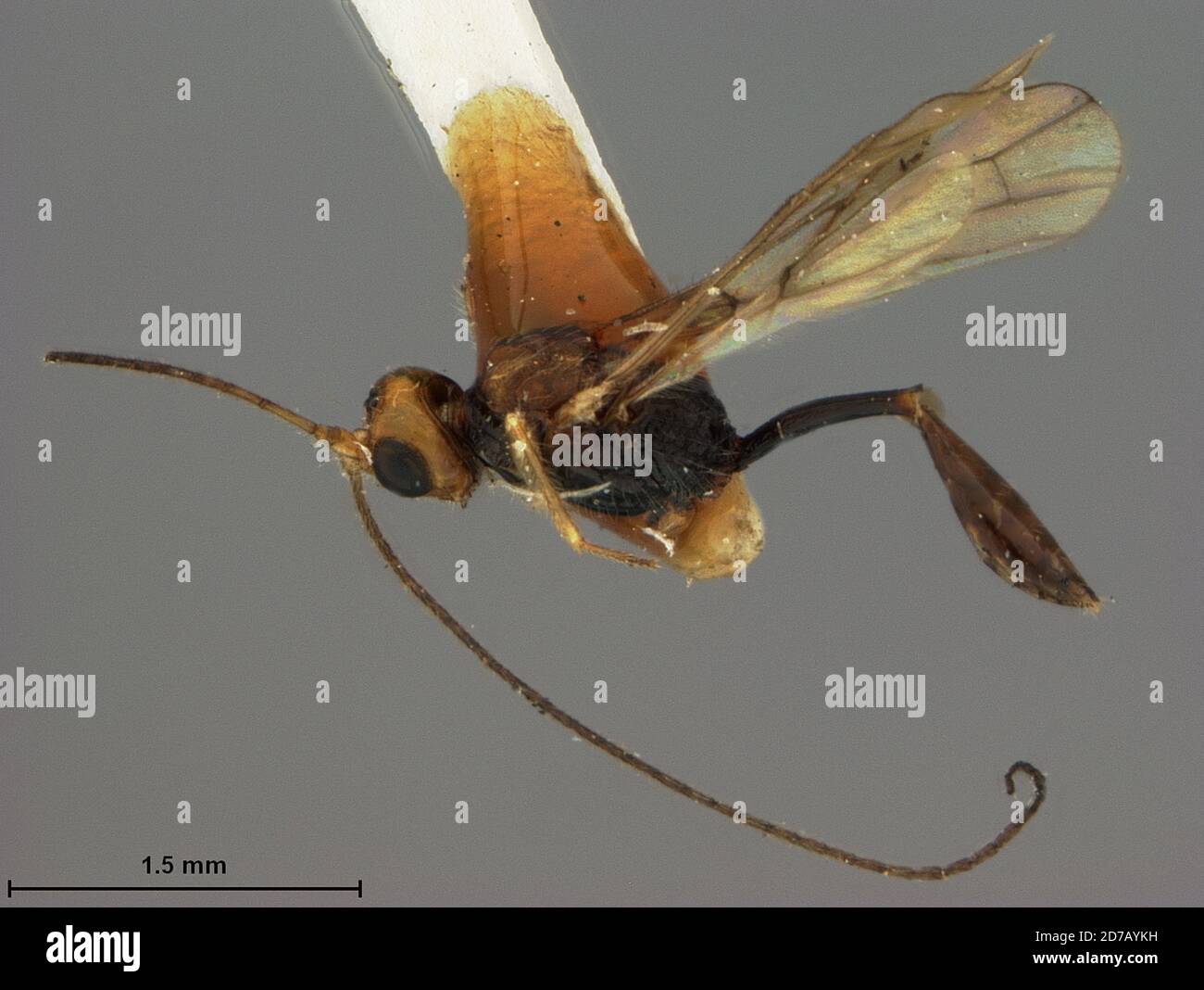 Manila, Rizal, Philippines, Spathius fuscipennis Ashmead, Animalia ...