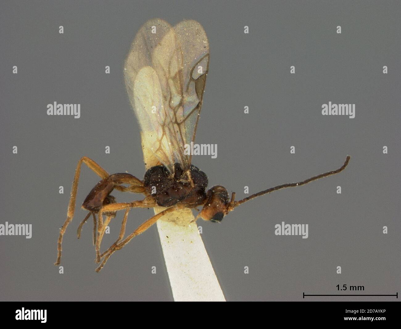 Washington, District of Columbia, United States, Perilitus gastrophysae ...