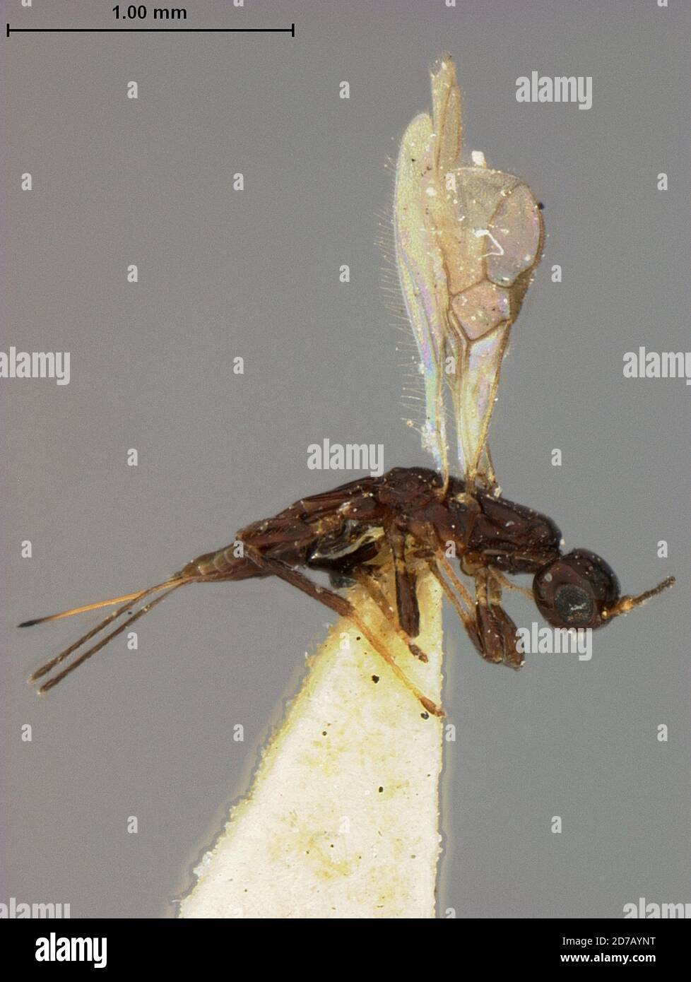 Morgantown, Monongalia, West Virginia, United States, Ecphylus ...