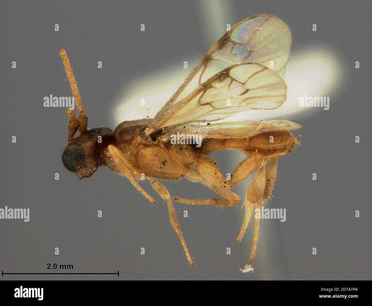 Phanerotoma humeralis ashmead hi-res stock photography and images - Alamy