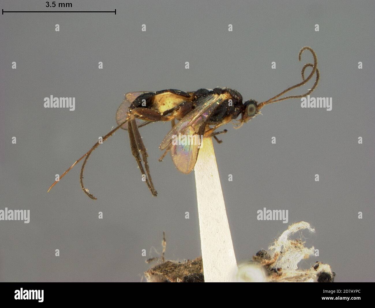 Makaweli, Kauai, Hawaii, United States, Microdus hawaiiensis Ashmead ...