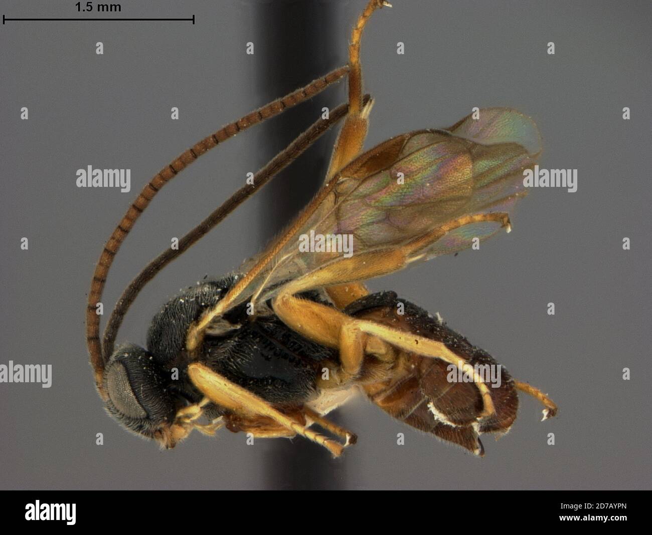 Microplitis hyphantriae Ashmead, Animalia, Arthropoda, Insecta ...