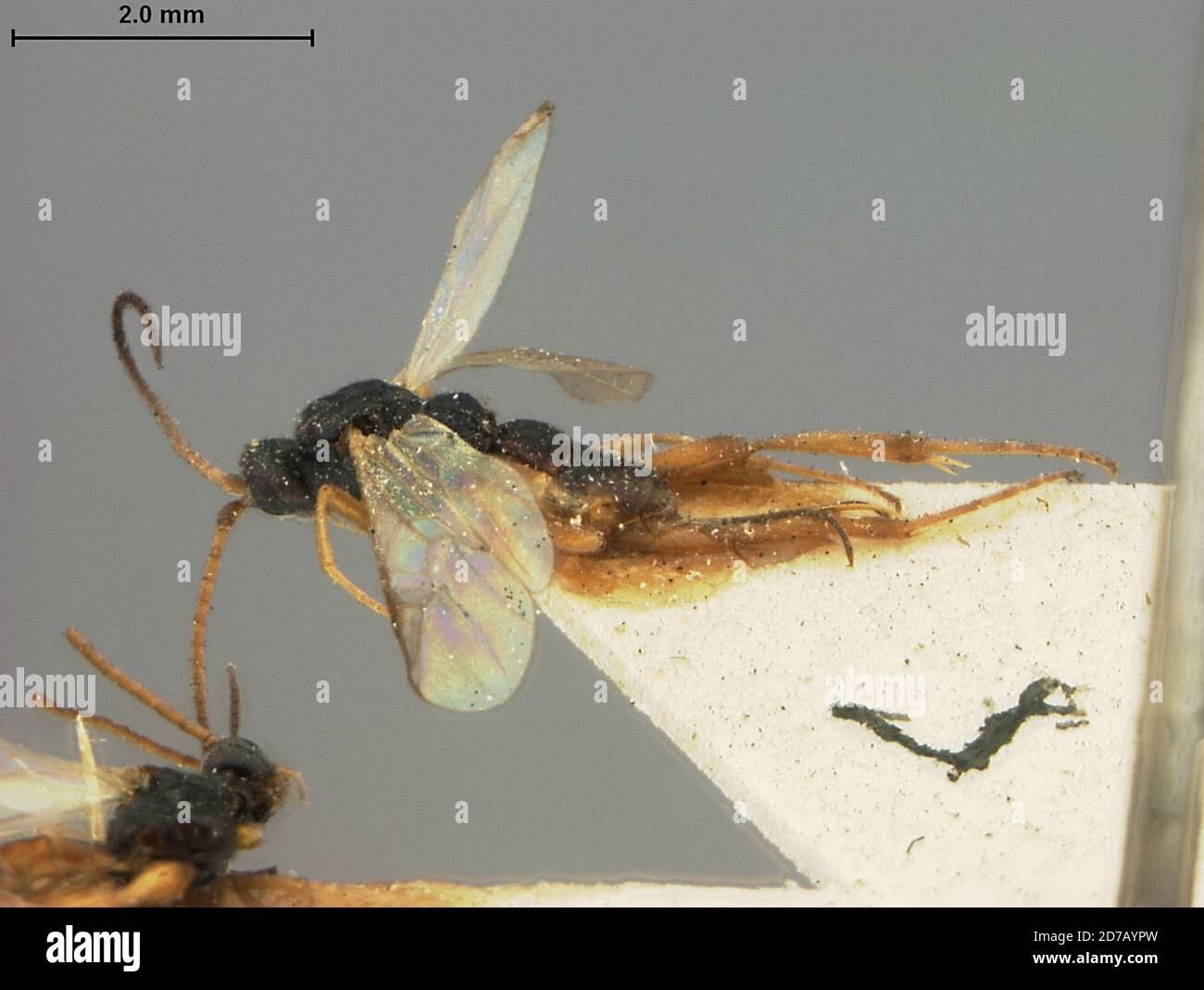 Incognitus hi-res stock photography and images - Alamy