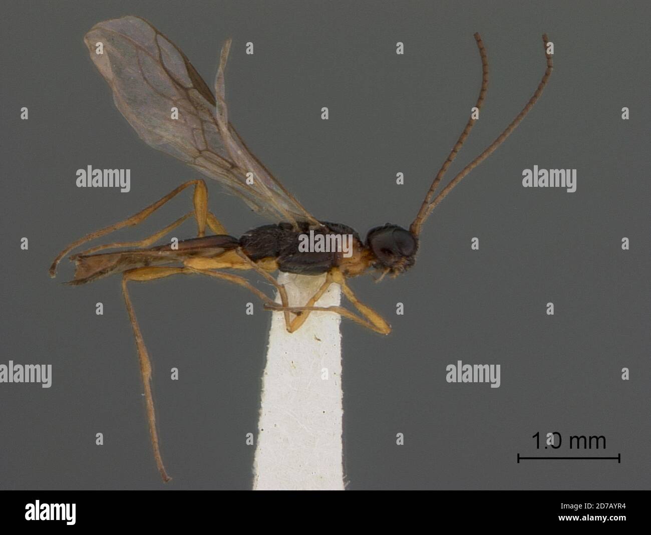 Coelinius hopkinsis ashmead hi-res stock photography and images - Alamy