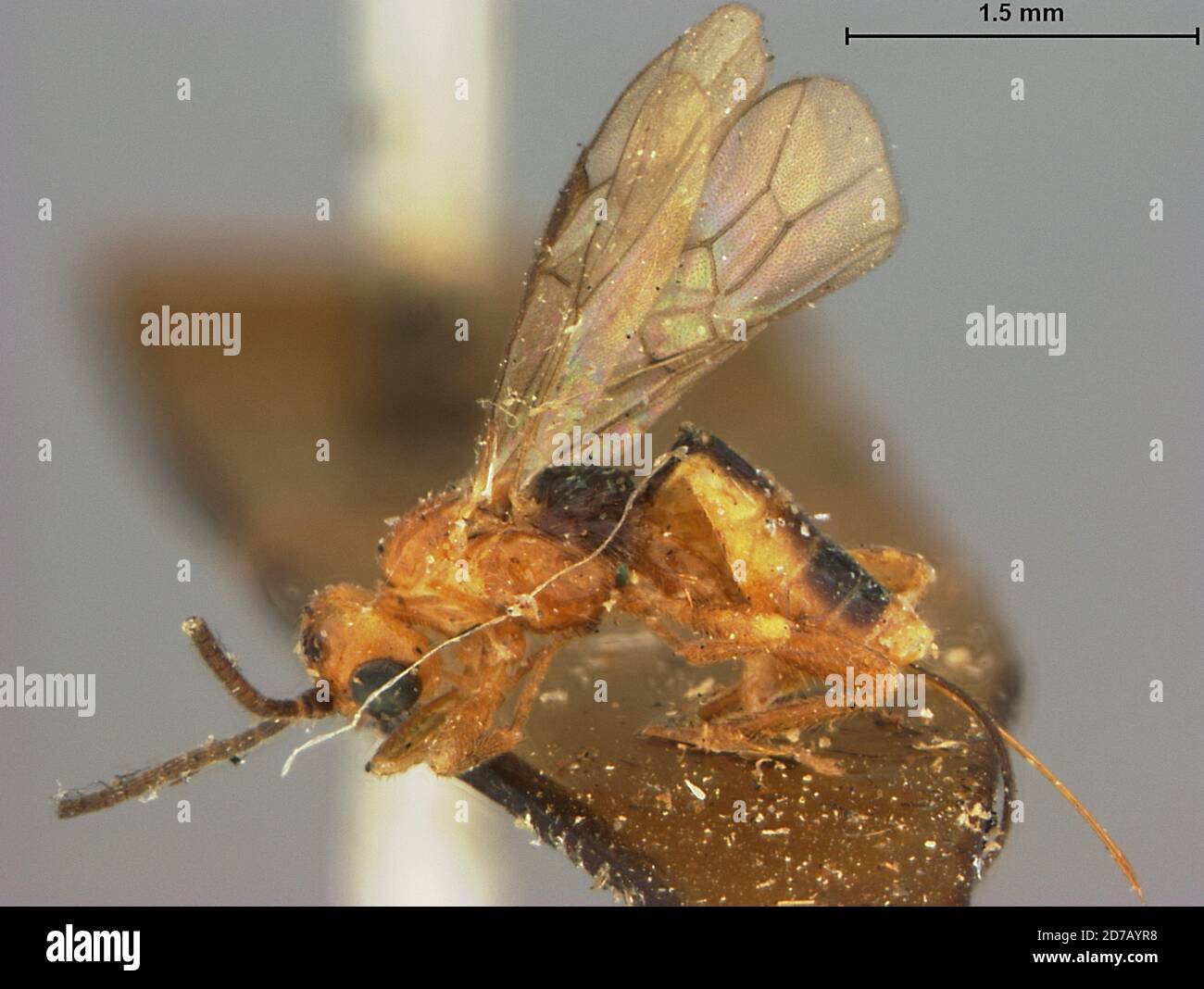 Sapporo, Hokkaid?, Japan, Bracon japella Ashmead, Animalia, Arthropoda ...