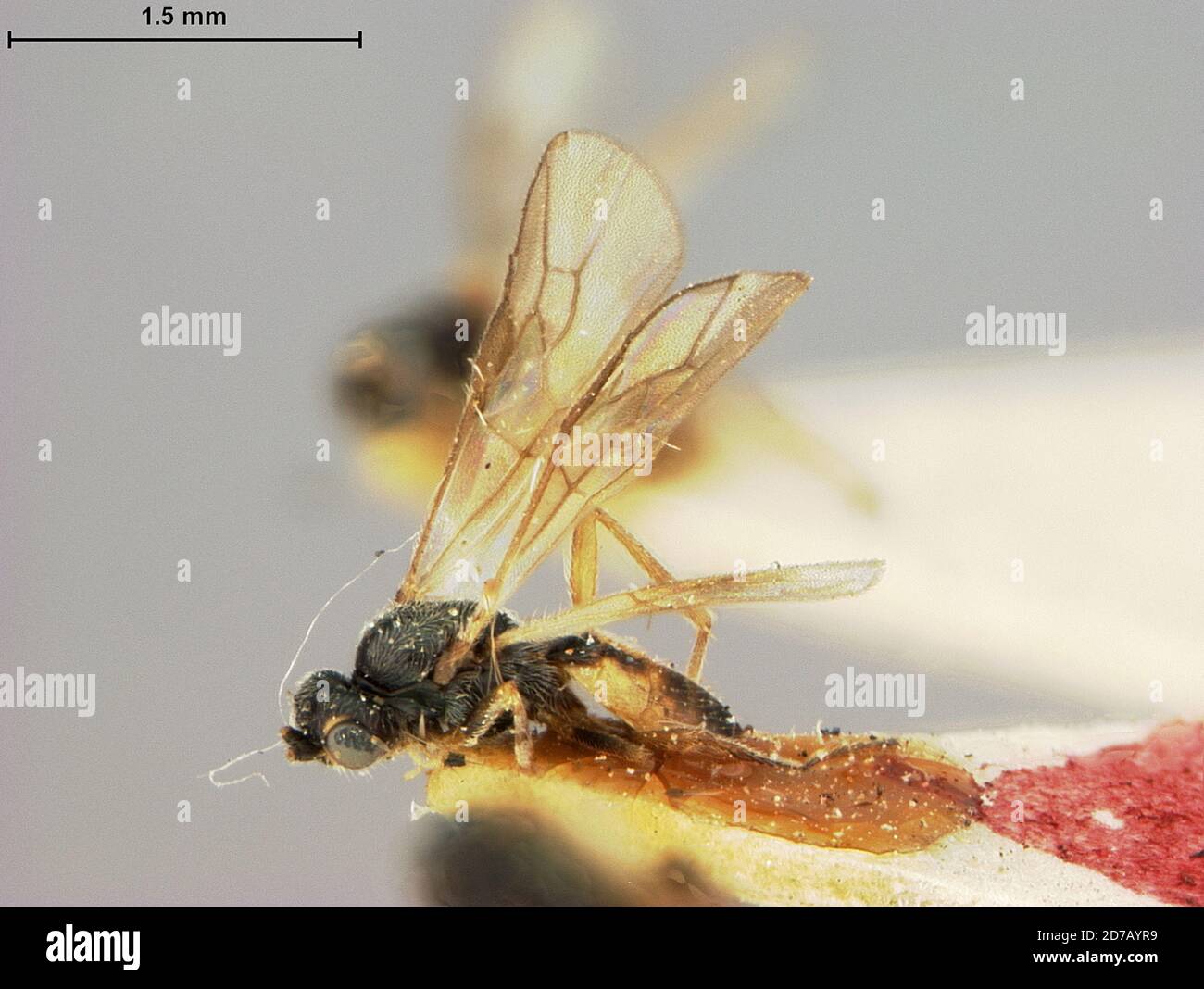 Kirkwood, St. Louis, Missouri, United States, Bracon gelechiae Ashmead ...